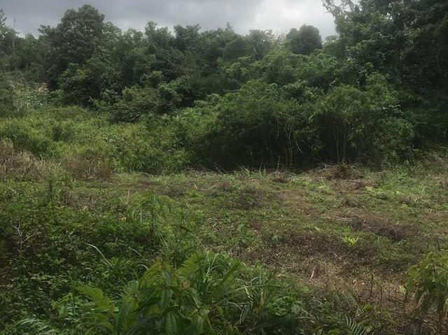 Residential Lot For Sale: MOUNT WOLFREY, Red Hills | $3,500,000 | Keez