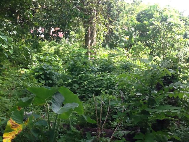 Development Land (Residential) For Sale: BEVERLY ST ANN, St. Ann@~apos ...