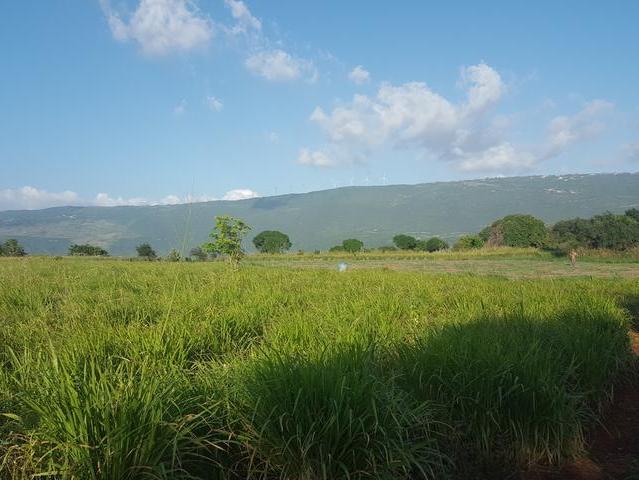 Development Land (Residential) For Sale: PEDRO PLAINS, Treasure Beach ...