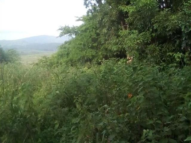 Development Land (Residential) For Sale: ROSE HALL, Linstead ...