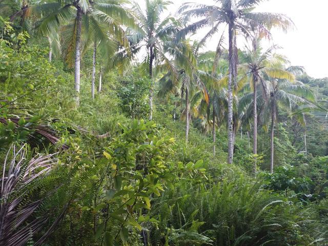 Development Land (Residential) For Sale: 37 RIO MAGNO ESTATE, Pear Tree ...