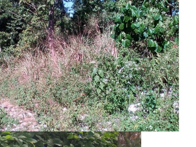 Residential Lot For Sale: SWAIN SPRING ROAD, Red Hills | $39,000,000 | Keez