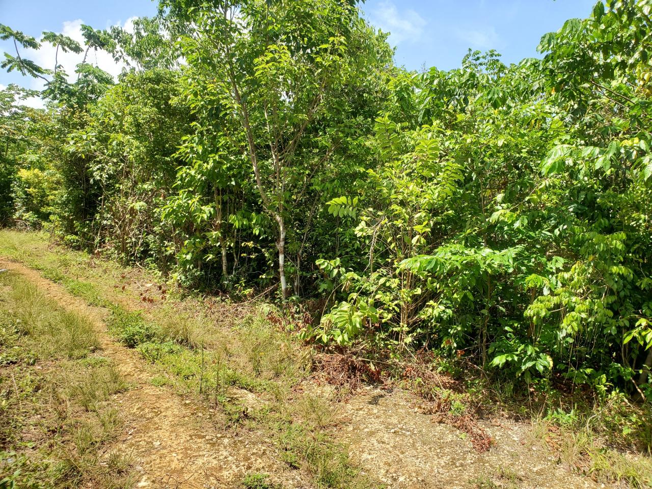 Residential Lot For Sale: EDDISFIELD, MANGO VALLEY, Oracabessa ...