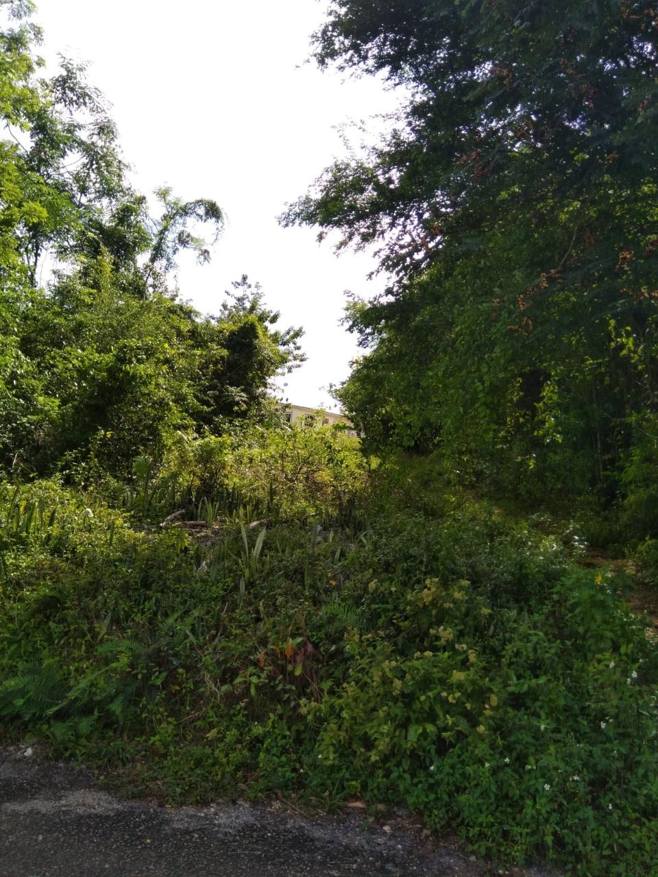 Development Land (Residential) For Sale: BRIGHTON, ST. ELIZABETH, Santa ...