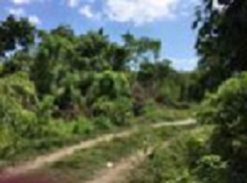 Development Land (Residential) For Sale: MANGO VALLEY, ST. MARY ...