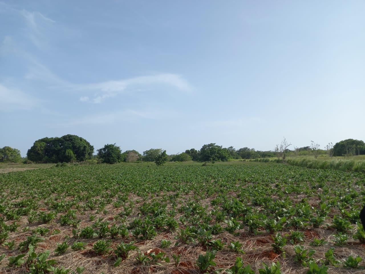 Residential Lot For Sale: PEDRO PLAINS,TREASURE BEA, Treasure Beach ...