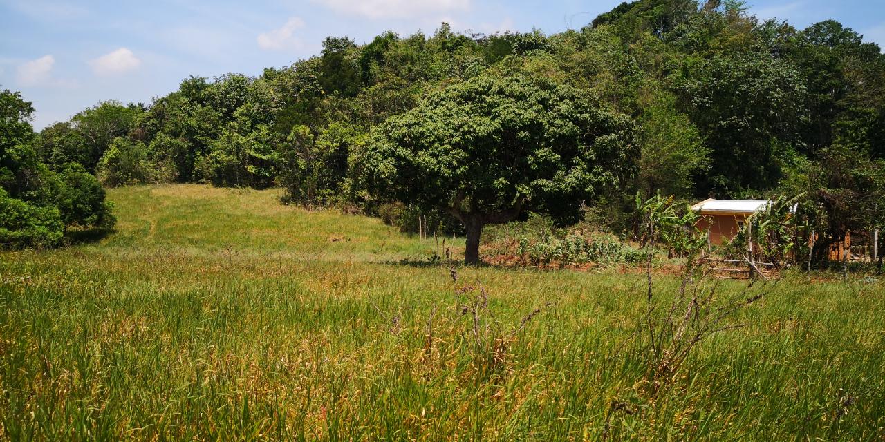 Development Land (Residential) For Sale: CHEVELY HEIGHTS, Spur Tree ...