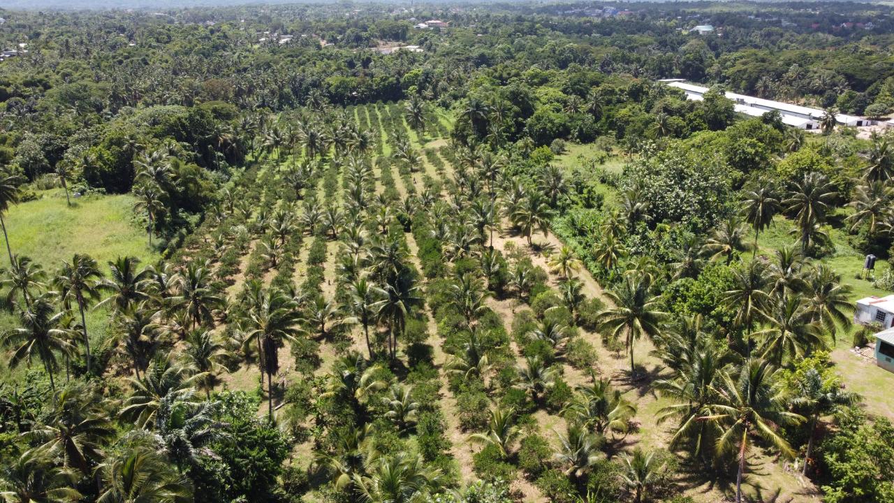 Development Land (Residential) For Sale: ROSE HALL ROAD, LINSTEAD ...