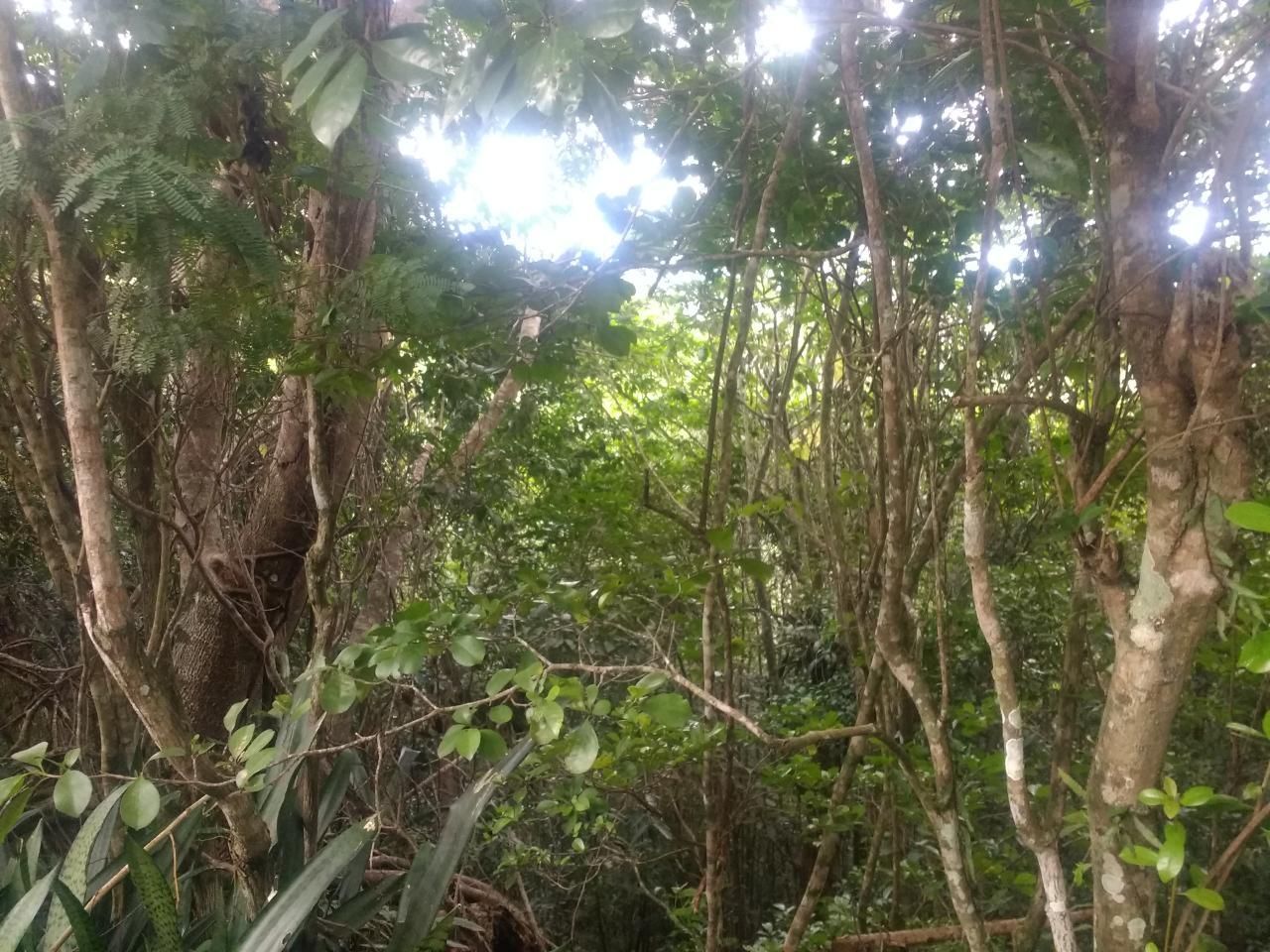 Residential Lot For Sale: SWAIN SPRING ROAD, MAVERL, Red Hills ...