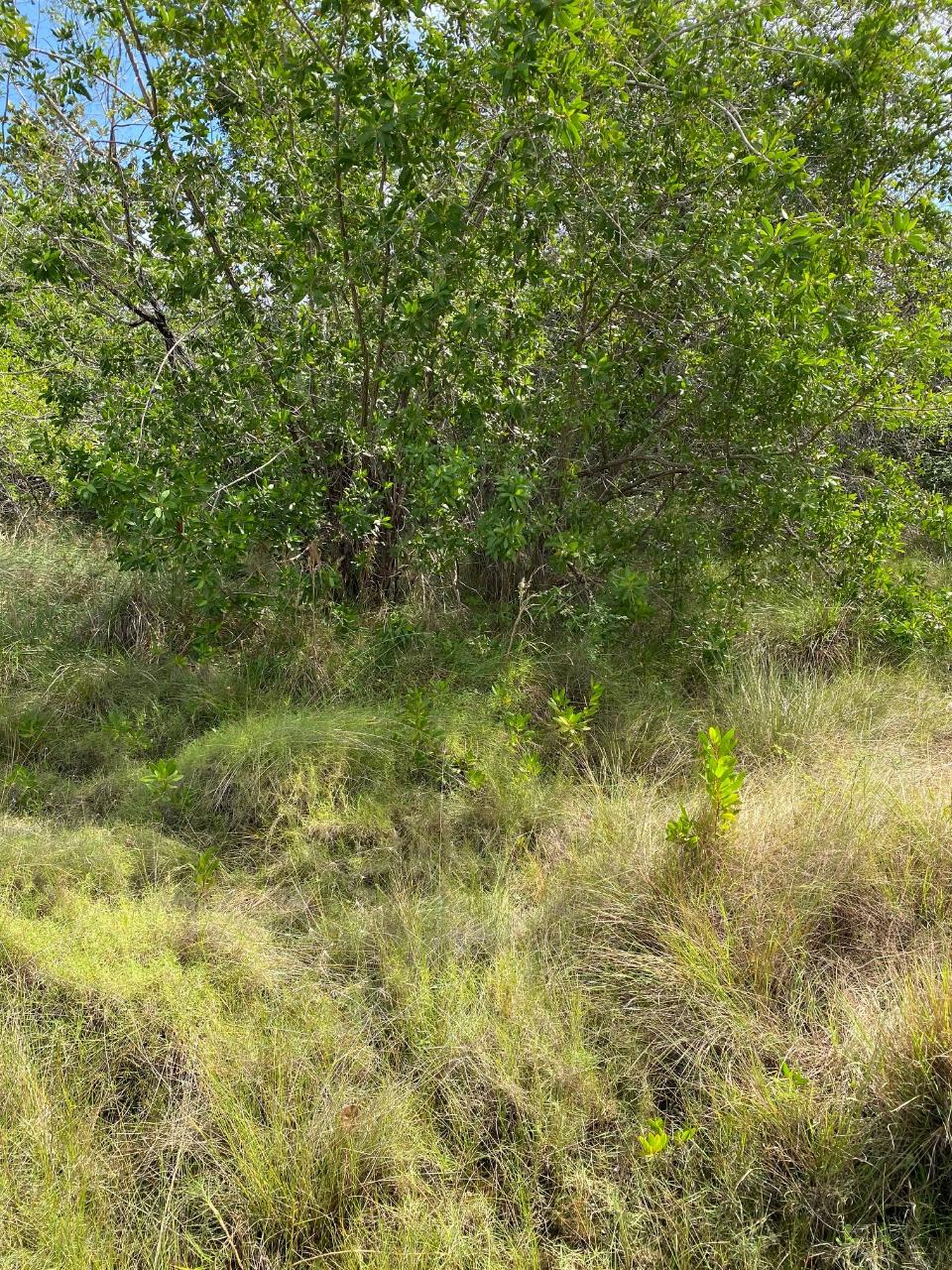 Residential Lot For Sale: PAROTTE ROAD, Parottee | $7,000,000 | Keez