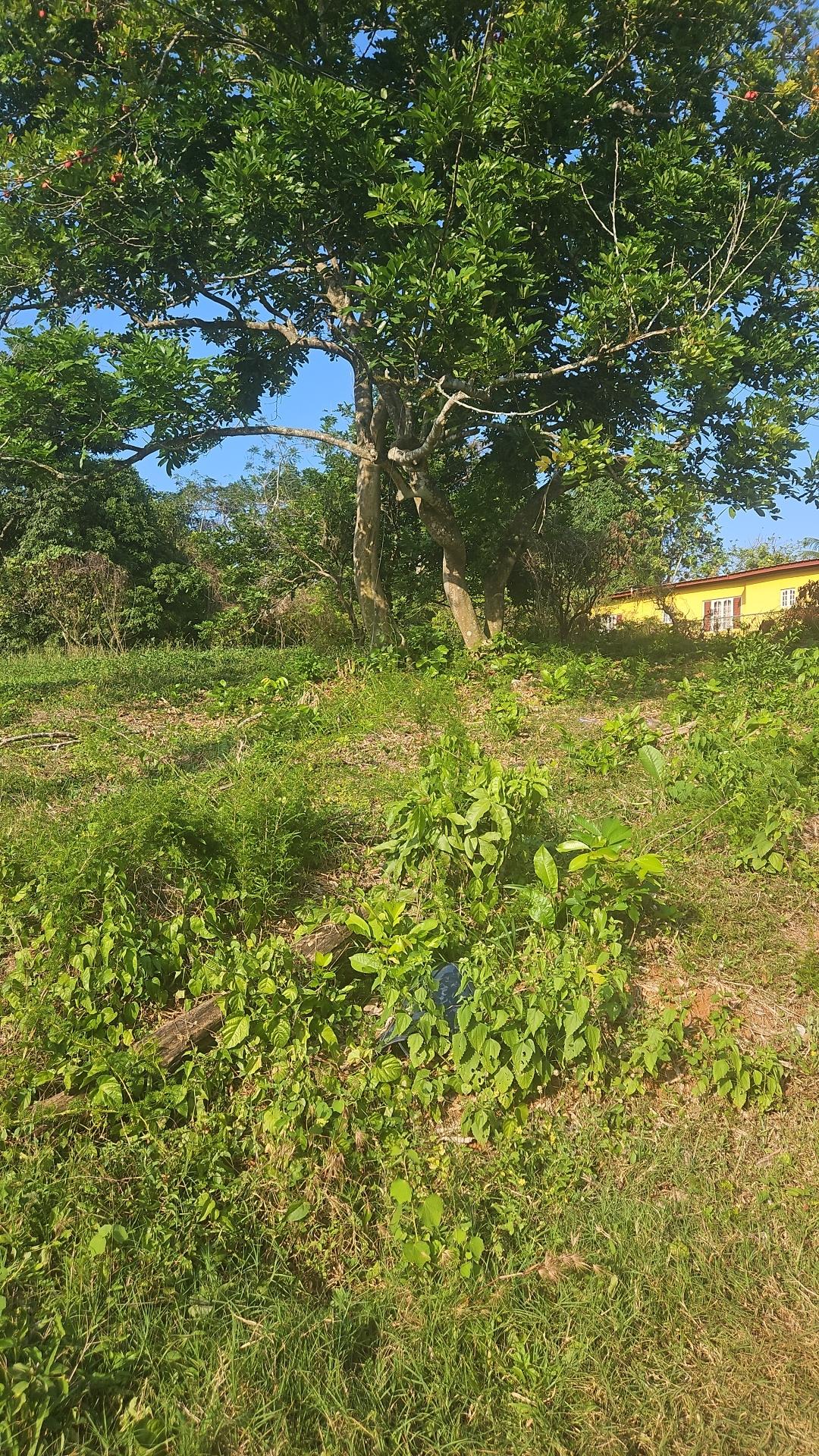 Residential Lot For Sale: COMMODORE RD, Linstead | $7,500,000 | Keez