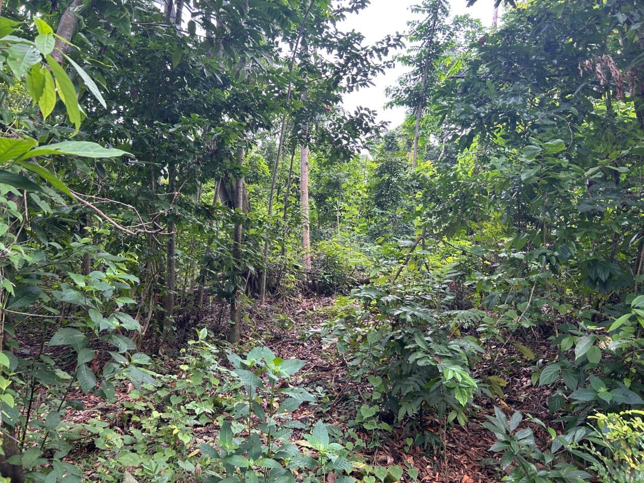 Development Land (Residential) For Sale: KILDARE, BUFF BAY, Buff Bay ...