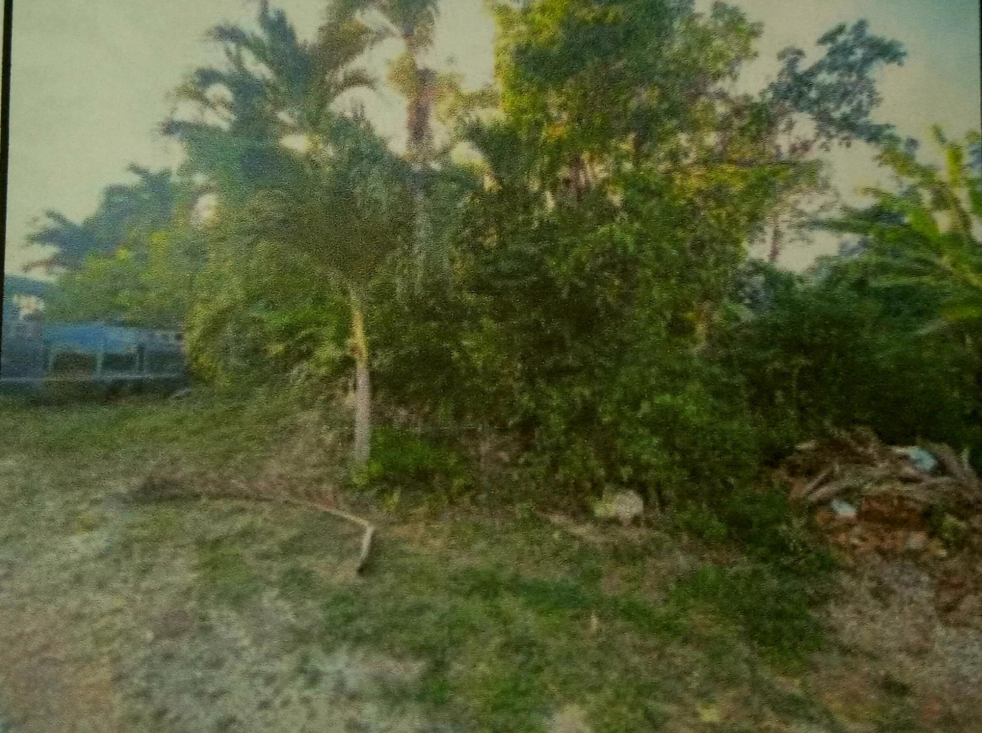 residential-lot-for-sale-greencastle-port-maria-s-port-maria